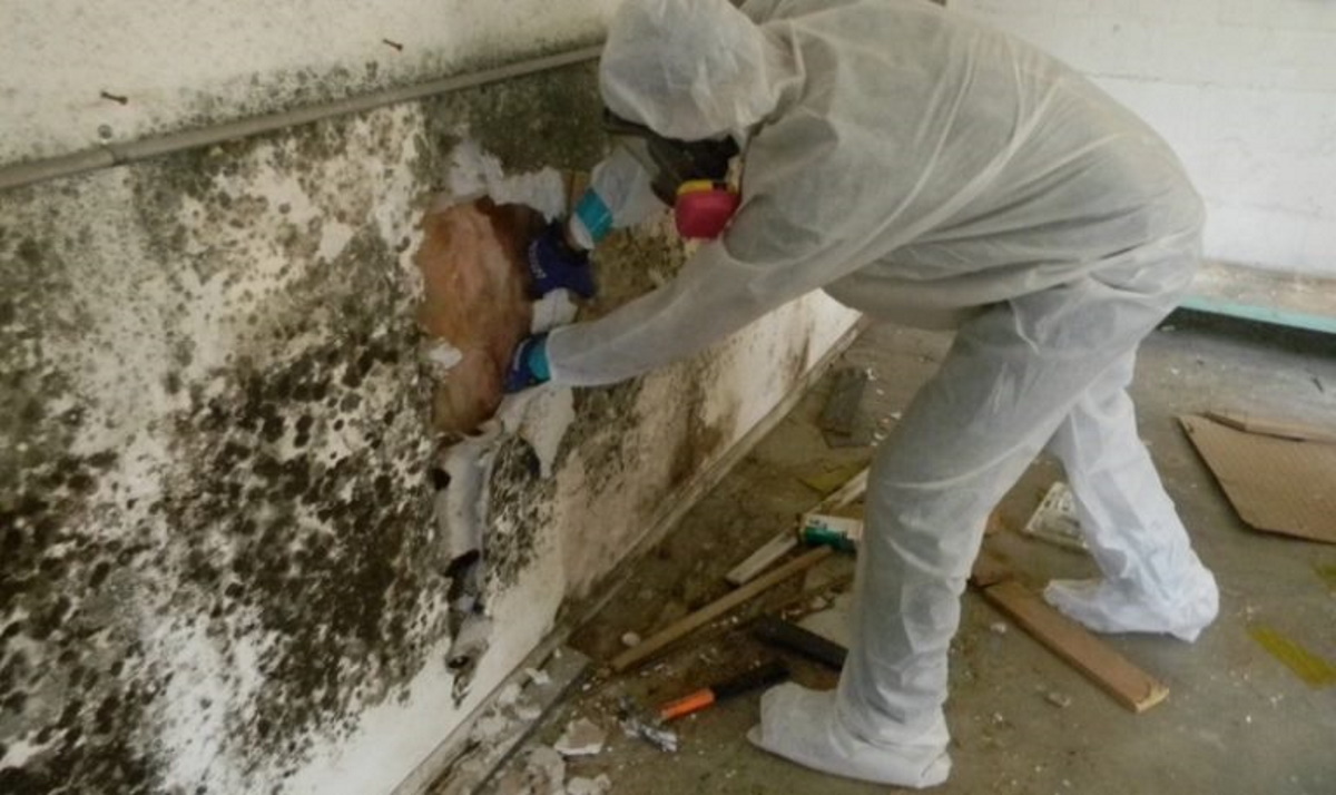 Mold Restoration White Out Group Mold Restoration White Out Group